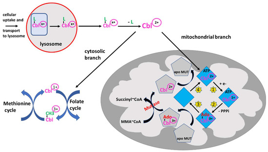 Nutrients | Free Full-Text | Clinical Pathobiochemistry of Vitamin B12 ...