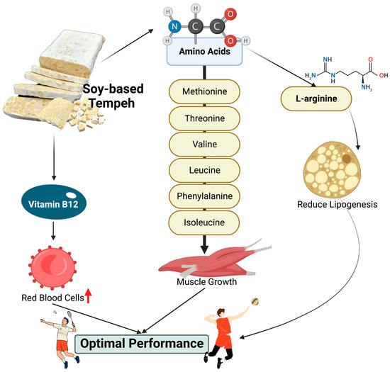 Soy-Based Tempeh Rich in Paraprobiotics Properties as Functional Sports ...