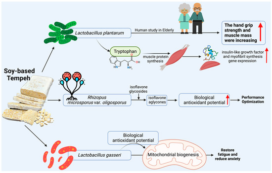 Soy-Based Tempeh Rich in Paraprobiotics Properties as Functional Sports ...