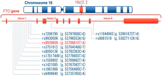 Polymorphisms of Fat Mass and Obesity-Associated Gene in the ...