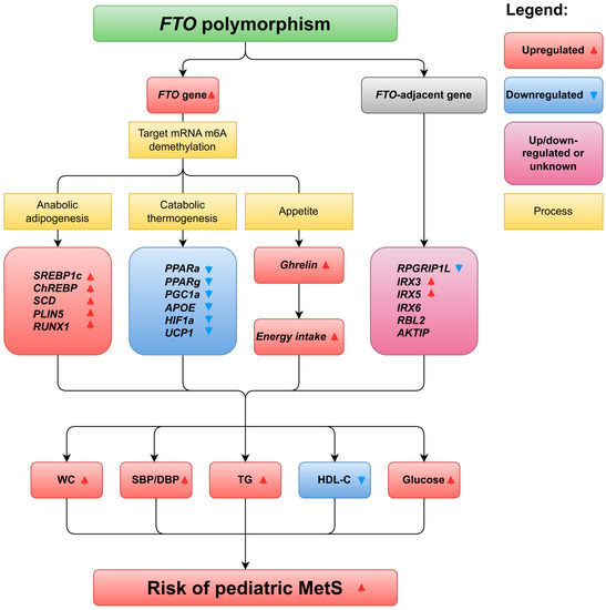 Polymorphisms of Fat Mass and Obesity-Associated Gene in the ...