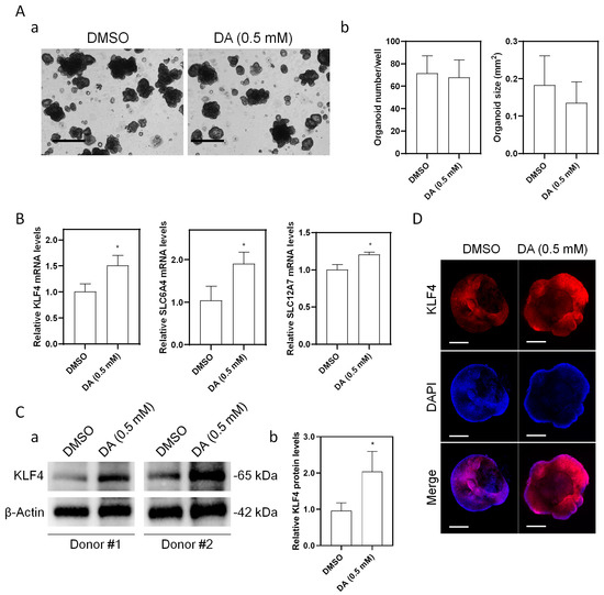 Decreased Expression of KLF4 Leading to Functional Deficit in Pediatric ...