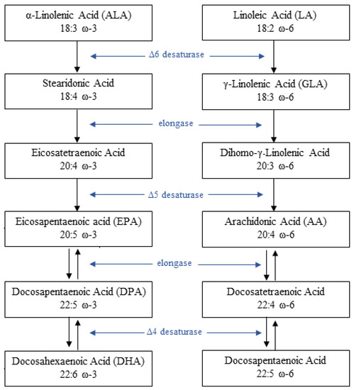 The Effects of Omega 3 and Omega 6 Fatty Acids on Glucose Metabolism: An Updated Review