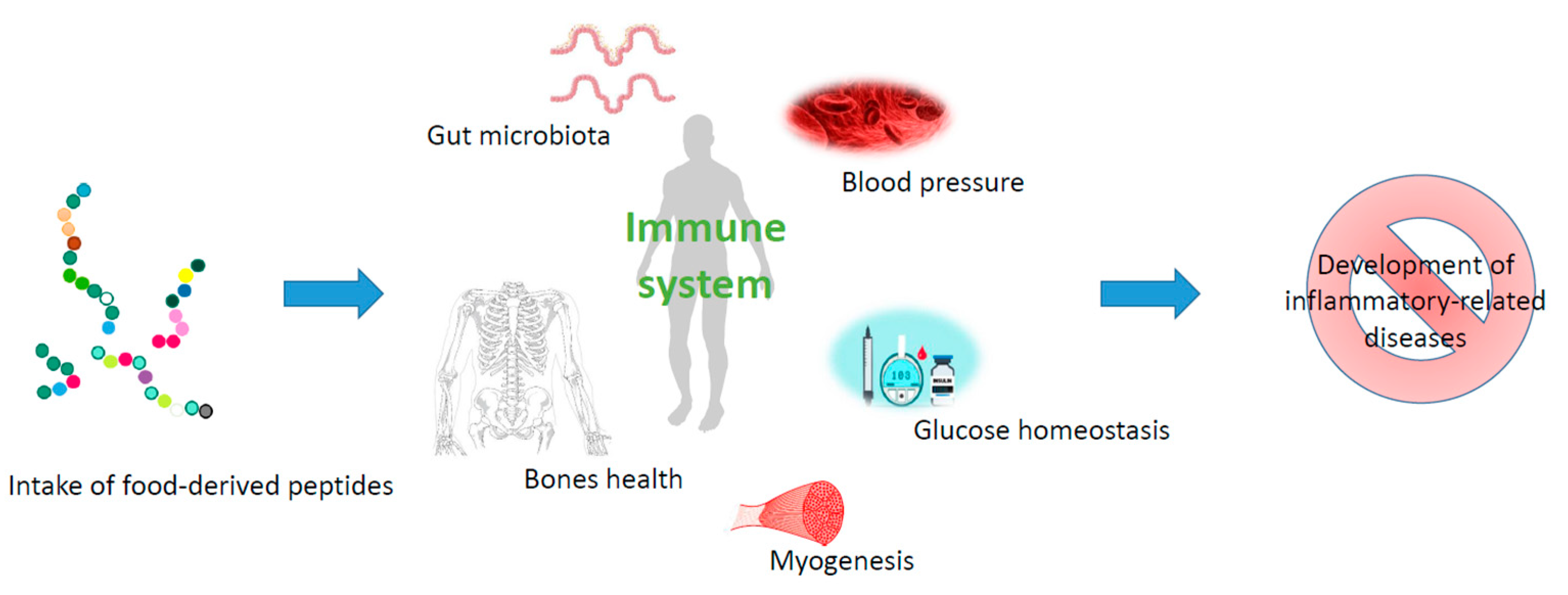 Evidence of Immunomodulatory Food-Protein Derived Peptides in Human ...