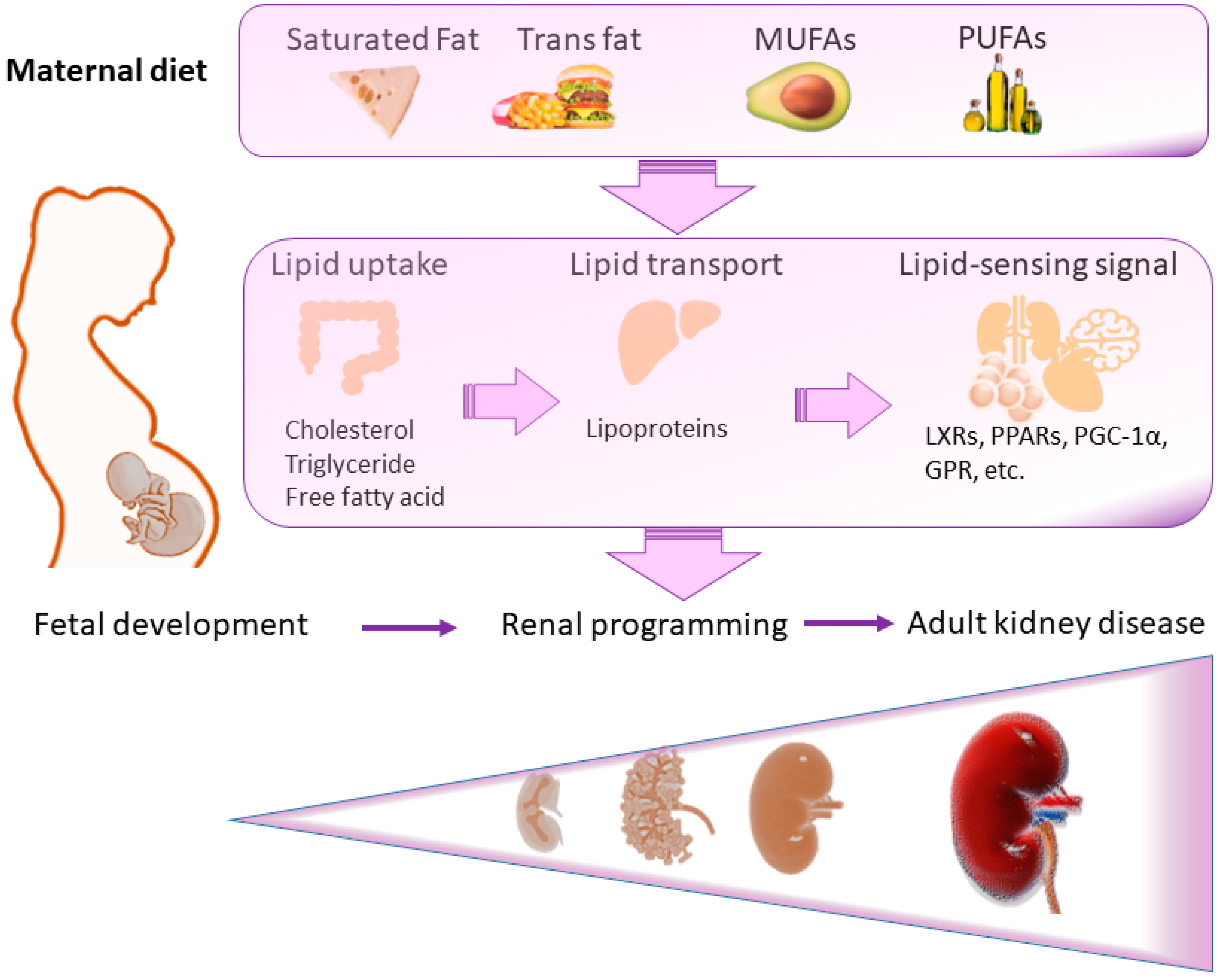 Nutrients Free Full Text Maternal High Fat Diet Controls Offspring