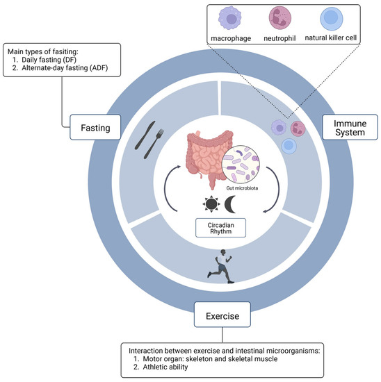 Effects of Diet and Exercise on Circadian Rhythm: Role of Gut Microbiota in Immune and Metabolic ...