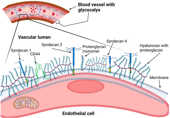 Glycocalyx–Sodium Interaction in Vascular Endothelium