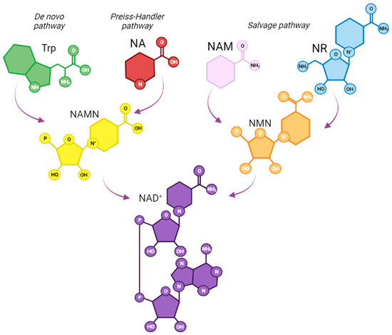 NAD+ Precursors and Intestinal Inflammation: Therapeutic Insights ...