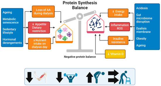 Nutritional Strategies to Prevent Muscle Loss and Sarcopenia in Chronic ...