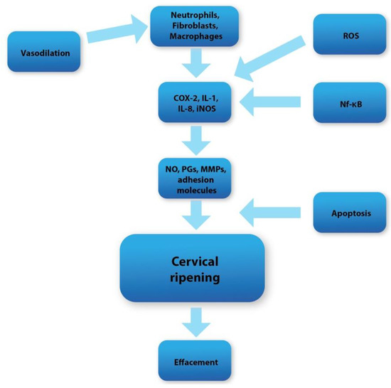 Raspberry Leaves and Extracts-Molecular Mechanism of Action and Its ...