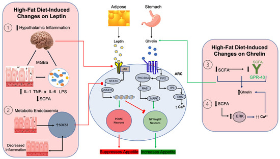 Dietary Fat Modulation of Gut Microbiota and Impact on Regulatory ...