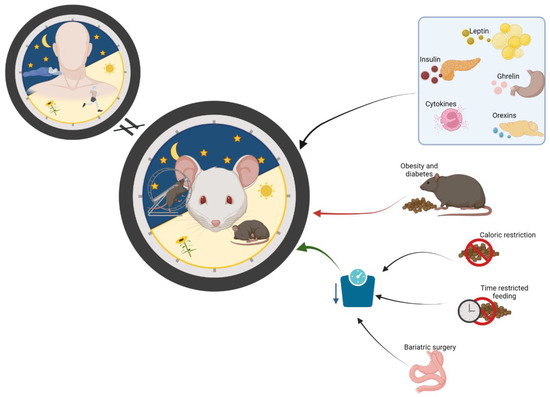 Weight Loss and Sleep, Current Evidence in Animal Models and Humans