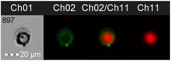 The Effects of Cellular Membrane Damage on the Long-Term Storage and ...
