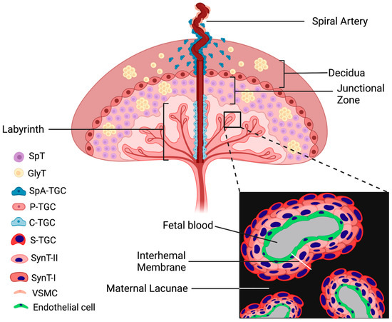Trophoblast Differentiation: Mechanisms and Implications for Pregnancy ...