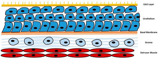 Novel Key Ingredients in Urinary Tract Health—The Role of D-mannose ...