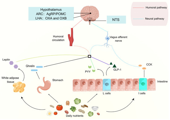 The Mechanism of the Gut-Brain Axis in Regulating Food Intake