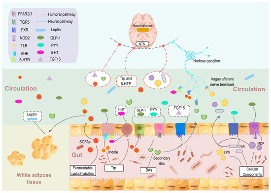 The Mechanism of the Gut-Brain Axis in Regulating Food Intake