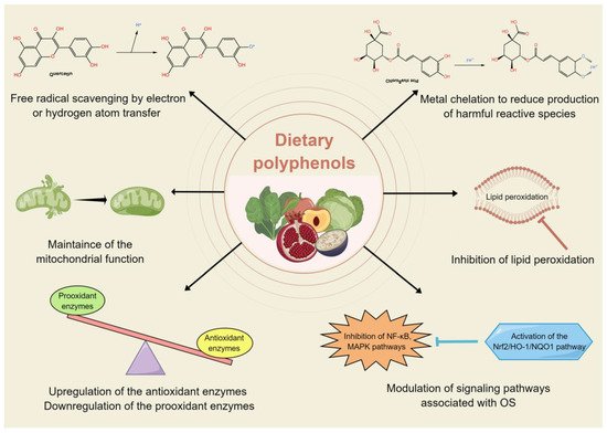 Nutrients | Free Full-Text | The Protective Role of Dietary Polyphenols in Urolithiasis ...