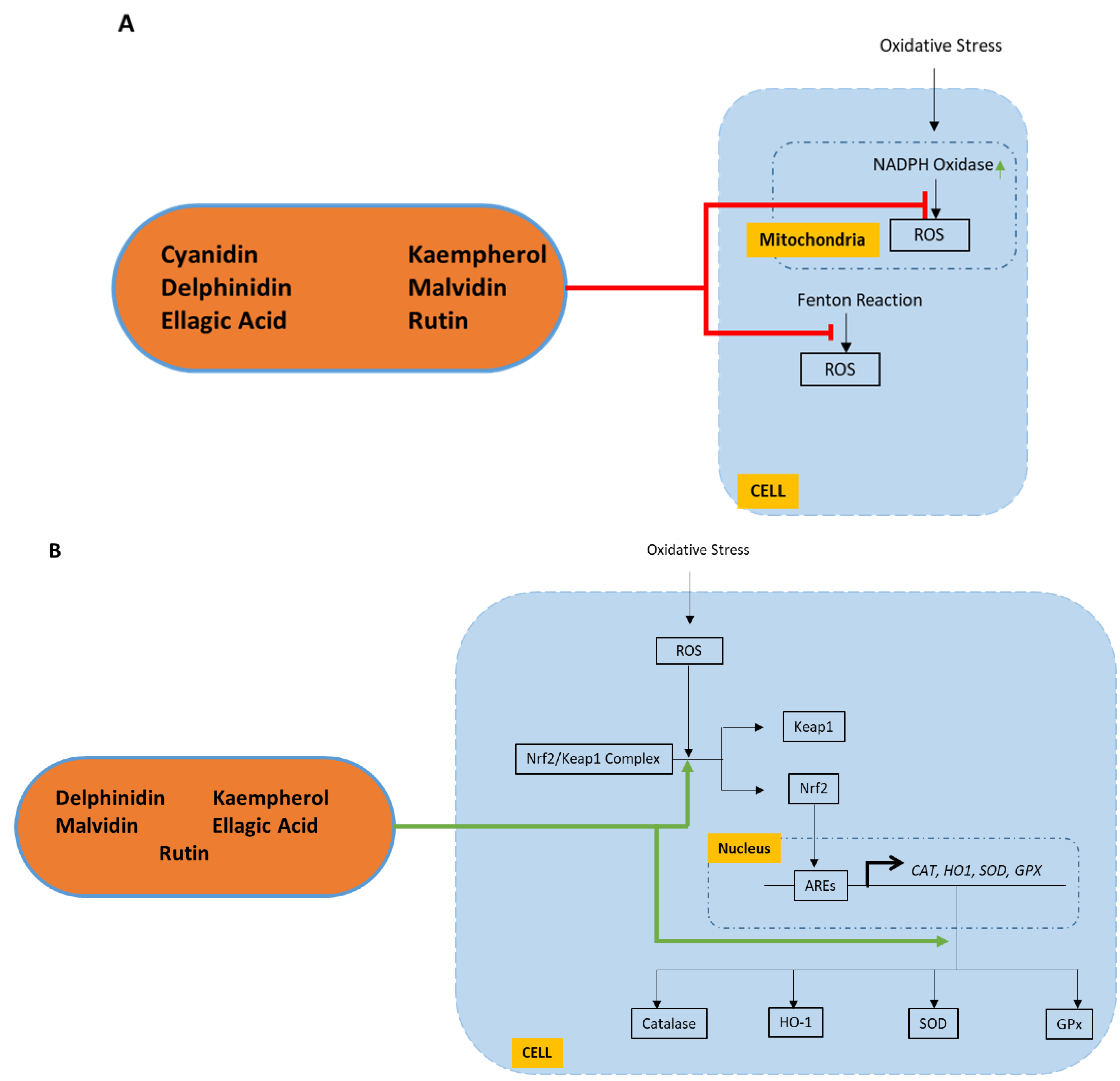 Attenuation of Aging-Related Oxidative Stress Pathways by Phytonutrients: A Computational ...