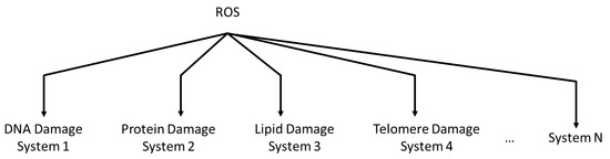 Attenuation of Aging-Related Oxidative Stress Pathways by Phytonutrients: A Computational ...