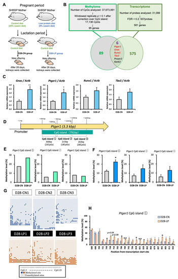 The Epigenetic Legacy of Maternal Protein Restriction: Renal Ptger1 DNA ...