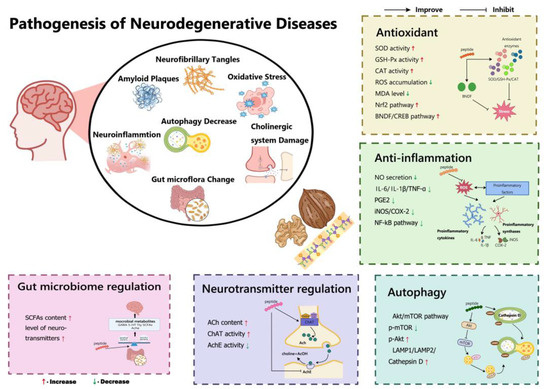 Isolation, Identification, Activity Evaluation, and Mechanism of Action ...