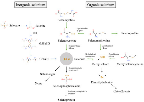 Research Progress of Selenium-Enriched Foods