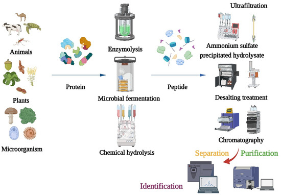 Alpha-Glucosidase Inhibitory Peptides: Sources, Preparations ...