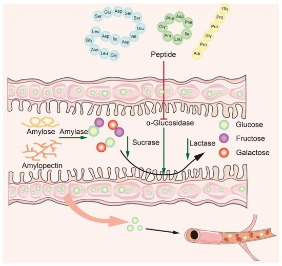 Alpha-Glucosidase Inhibitory Peptides: Sources, Preparations ...