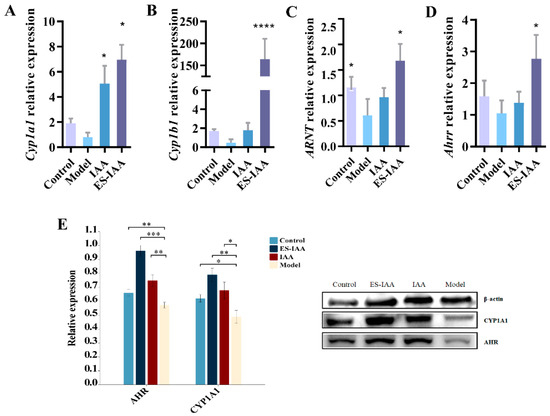 Colon-Targeted Delivery of Indole Acetic Acid Helps Regulate Gut ...