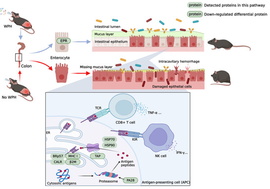 Whey Protein Hydrolysate Exerts Anti-Inflammatory Effects to Alleviate ...