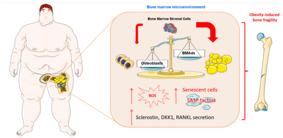 Nutrients | Free Full-Text | The Impact of Interventional Weight Loss on Bone Marrow Adipose ...
