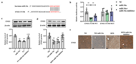 MicroRNA-34a Mediates High-Fat-Induced Hepatic Insulin Resistance by ...