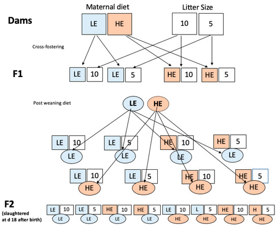 Nutrients | Free Full-Text | Effect of a Diet-Induced Obesity on the ...