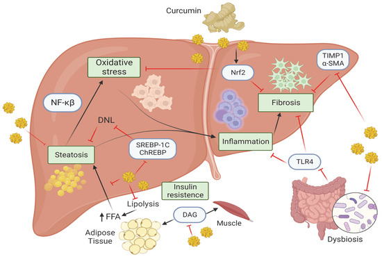 Molecular Mechanisms of Curcumin in the Pathogenesis of Metabolic ...