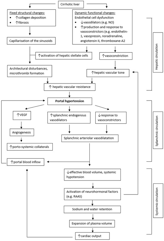 Portal Hypertension in Malnutrition and Sarcopenia in Decompensated ...