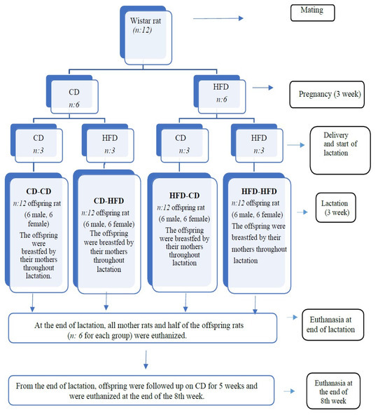 The Effect of Maternal High-Fat Diet on Adipose Tissue Histology and ...