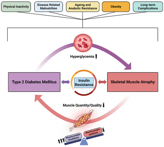 The Vicious Cycle of Type 2 Diabetes Mellitus and Skeletal Muscle ...