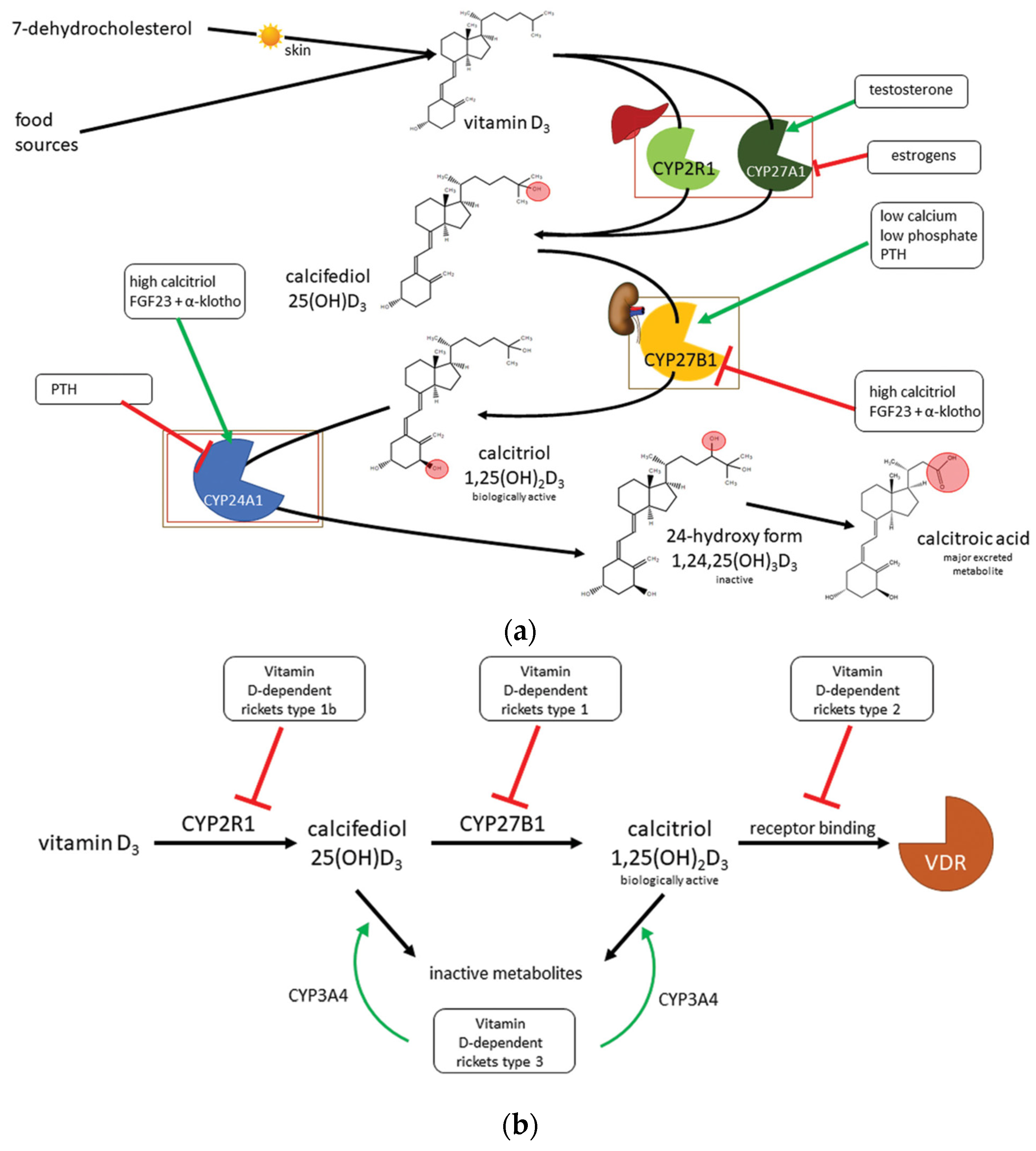 Rickets Types and Treatment with Vitamin D and Analogues