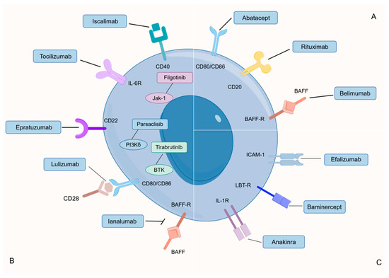Nutrients | Free Full-Text | B Cells Dynamic in Aging and the ...