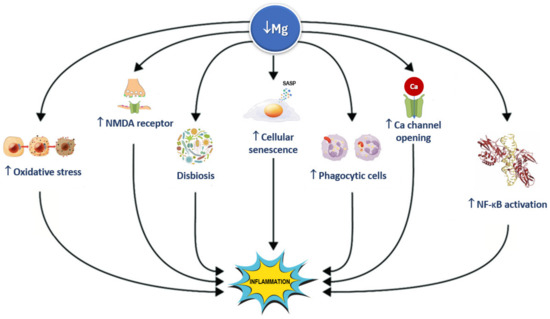 Magnesium and the Hallmarks of Aging