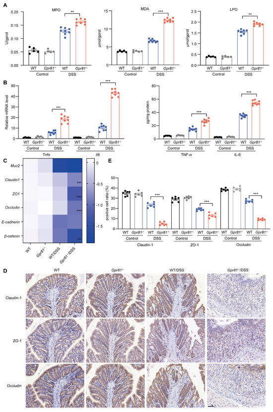 Lactate Protects Intestinal Epithelial Barrier Function from Dextran ...