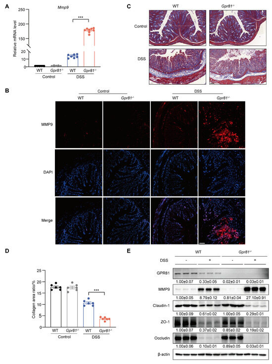 Lactate Protects Intestinal Epithelial Barrier Function from Dextran ...