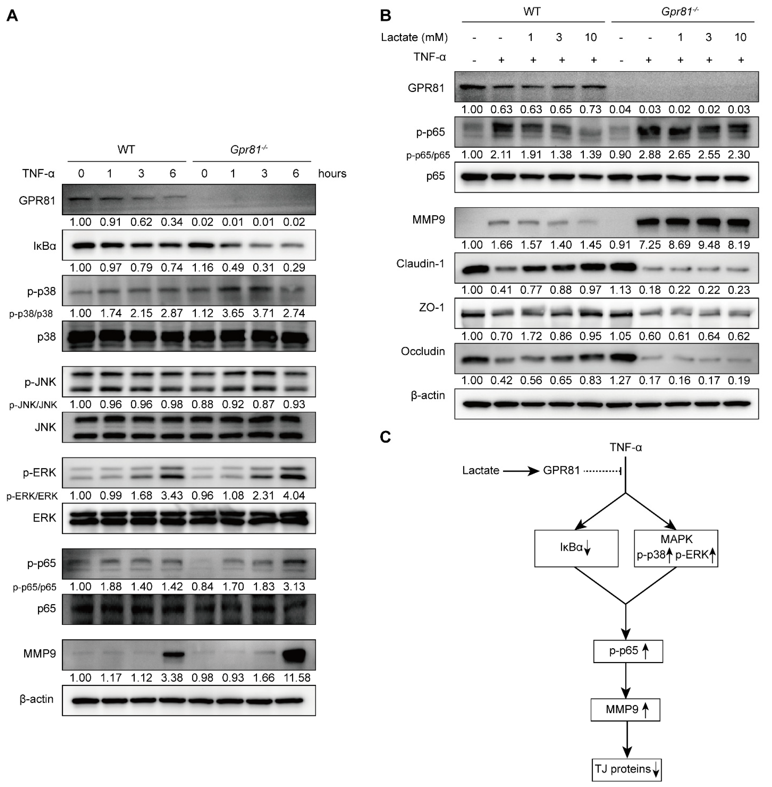 Lactate Protects Intestinal Epithelial Barrier Function from Dextran ...