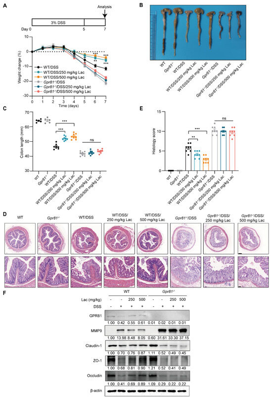 Lactate Protects Intestinal Epithelial Barrier Function from Dextran ...