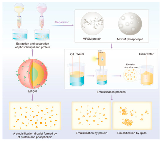 Structure, Biological Functions, Separation, Properties, and Potential ...