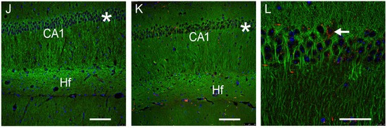 GFRAL Is Widely Distributed in the Brain and Peripheral Tissues of Mice