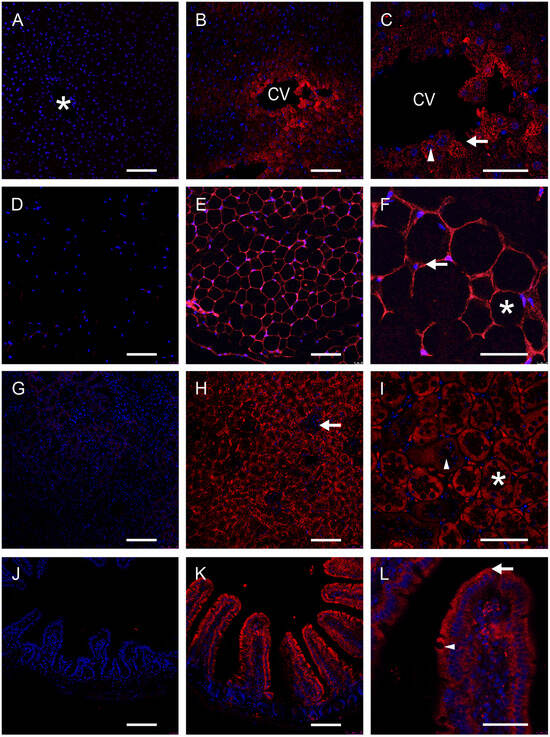 GFRAL Is Widely Distributed in the Brain and Peripheral Tissues of Mice