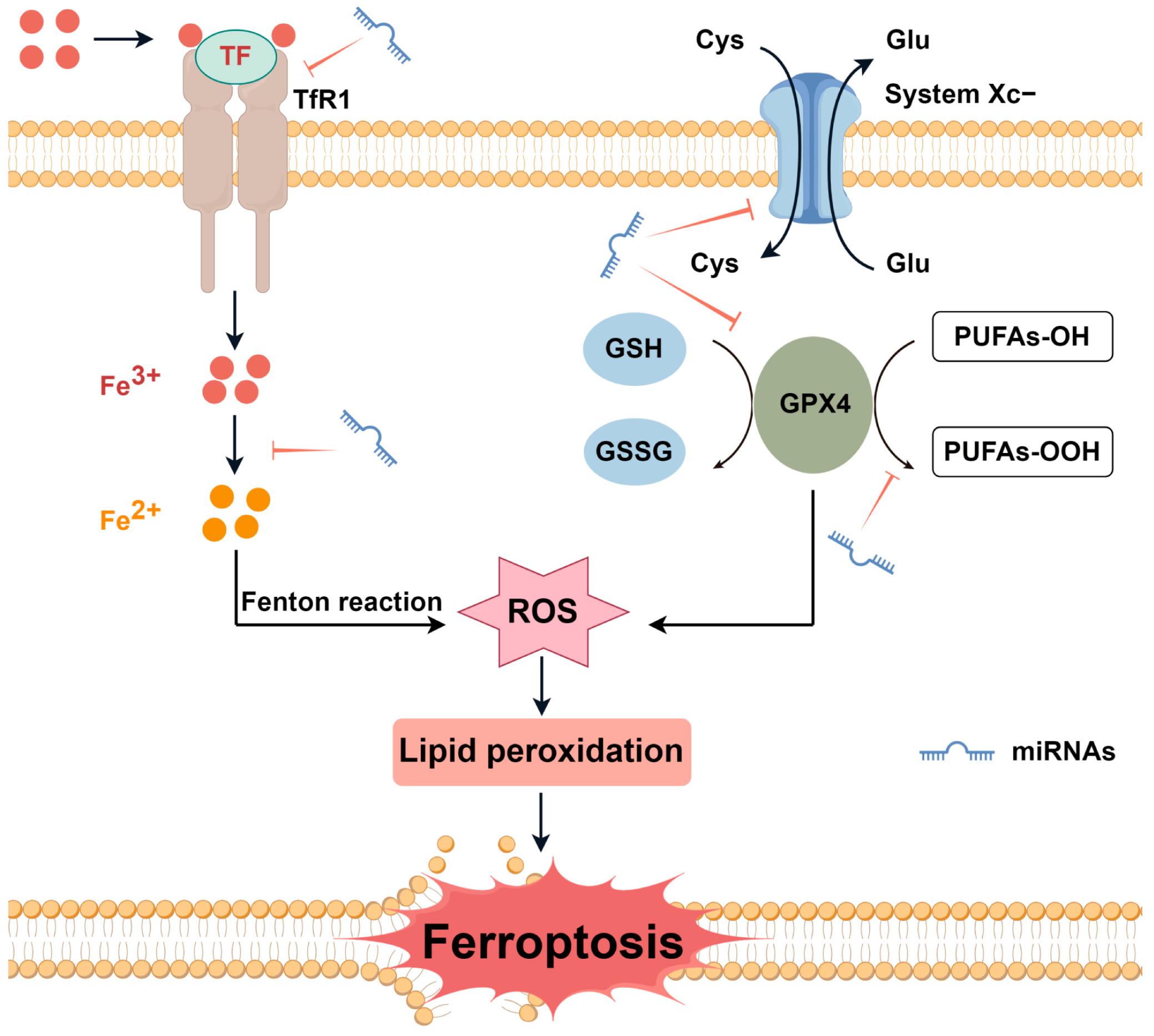 Ferroptosis Altered microRNAs Expression in HT-1080 Fibrosarcoma Cells Based on Small RNA ...