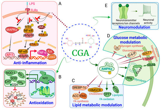 Chlorogenic Acid: A Systematic Review on the Biological Functions ...